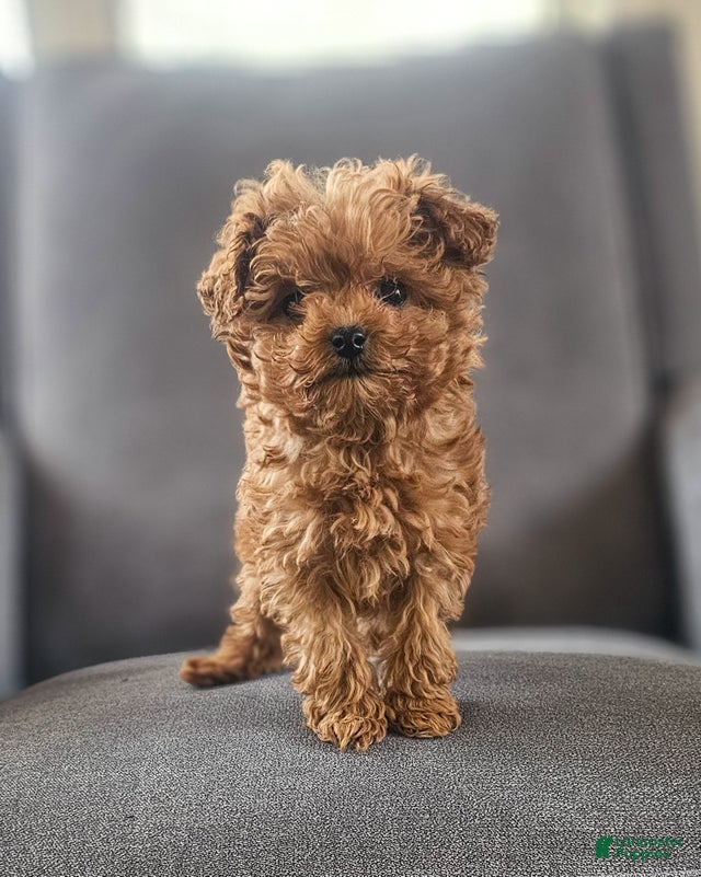 Tiny Tim for sale in Mohnton | Lancaster Puppies