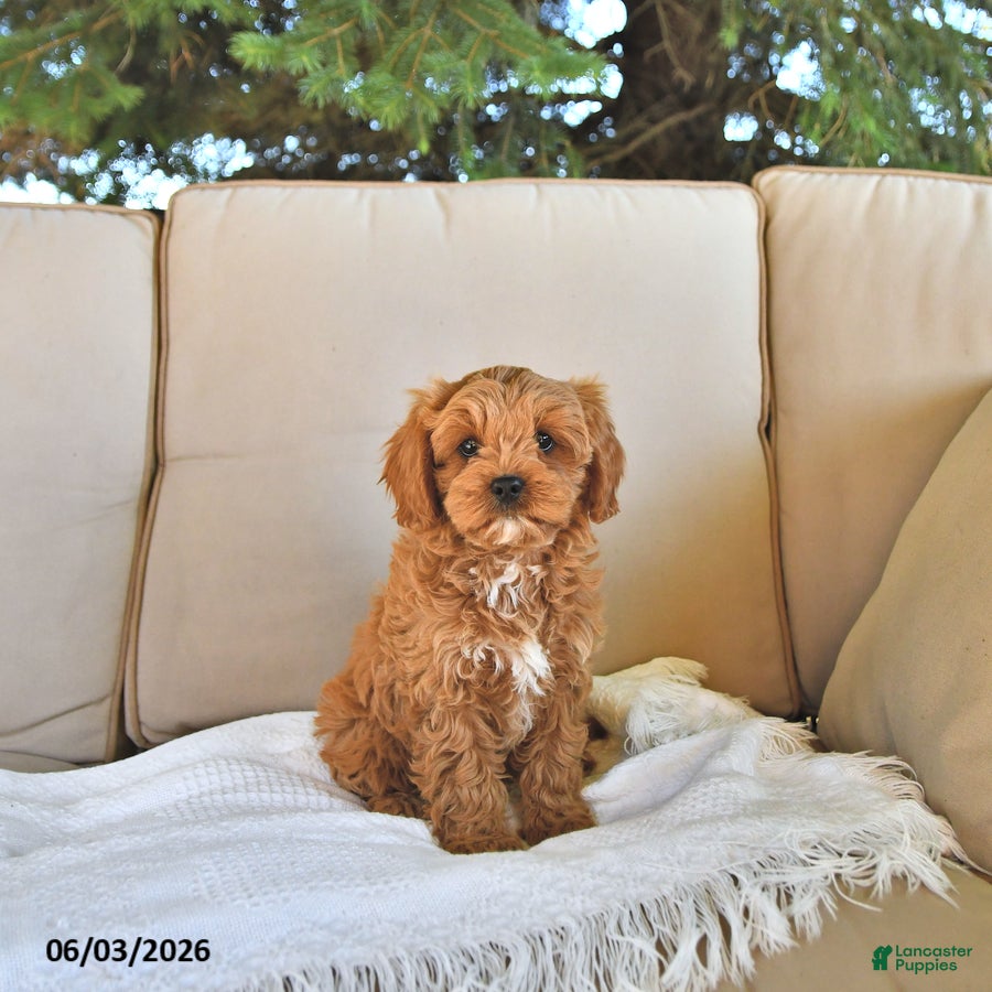Bella Mia Cavapoo for sale in Millersburg | Lancaster Puppies