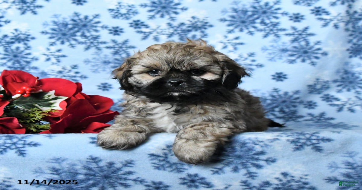 Birch for sale in McClure | Lancaster Puppies