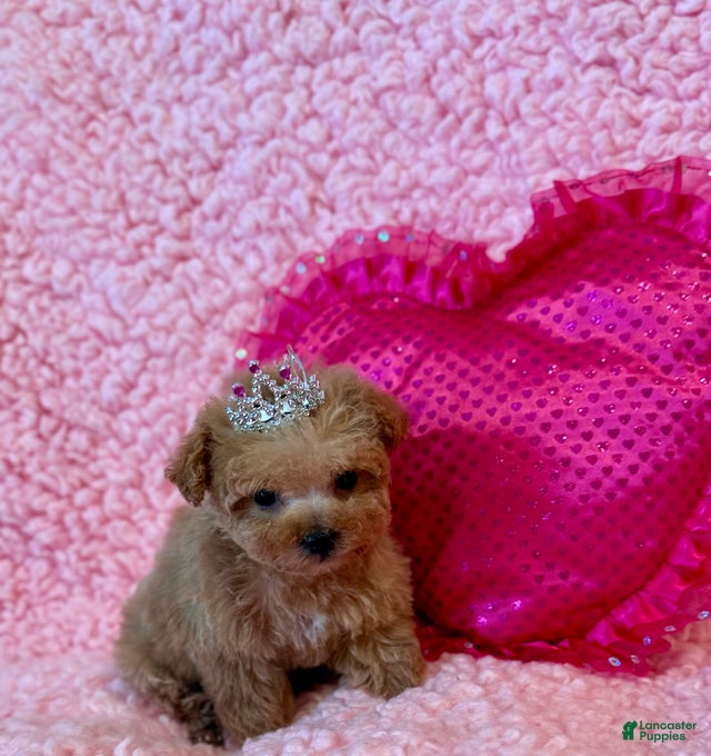 Munchkin microteacup F for sale in Los Angeles | Lancaster Puppies