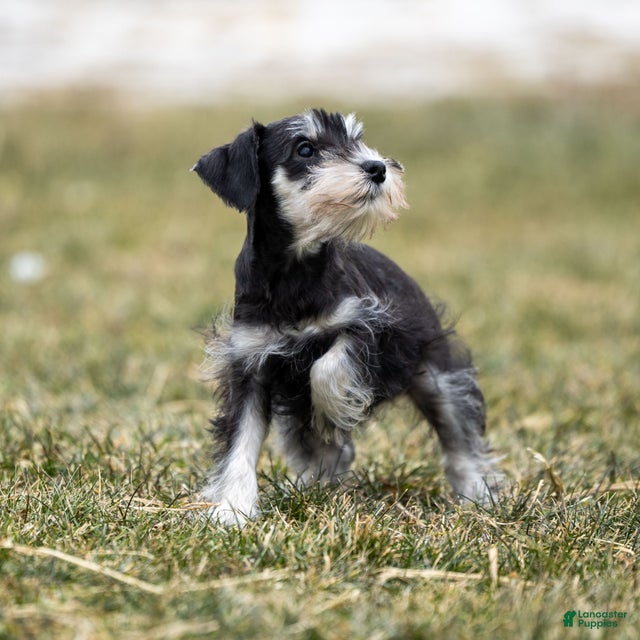 Yetta for sale in Mifflinburg | Lancaster Puppies