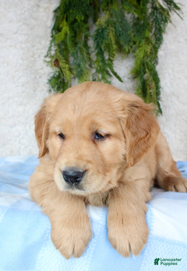 Bruno for sale in Millersburg | Lancaster Puppies