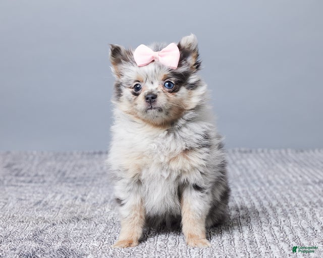 Sherry for sale in Sugarcreek | Lancaster Puppies