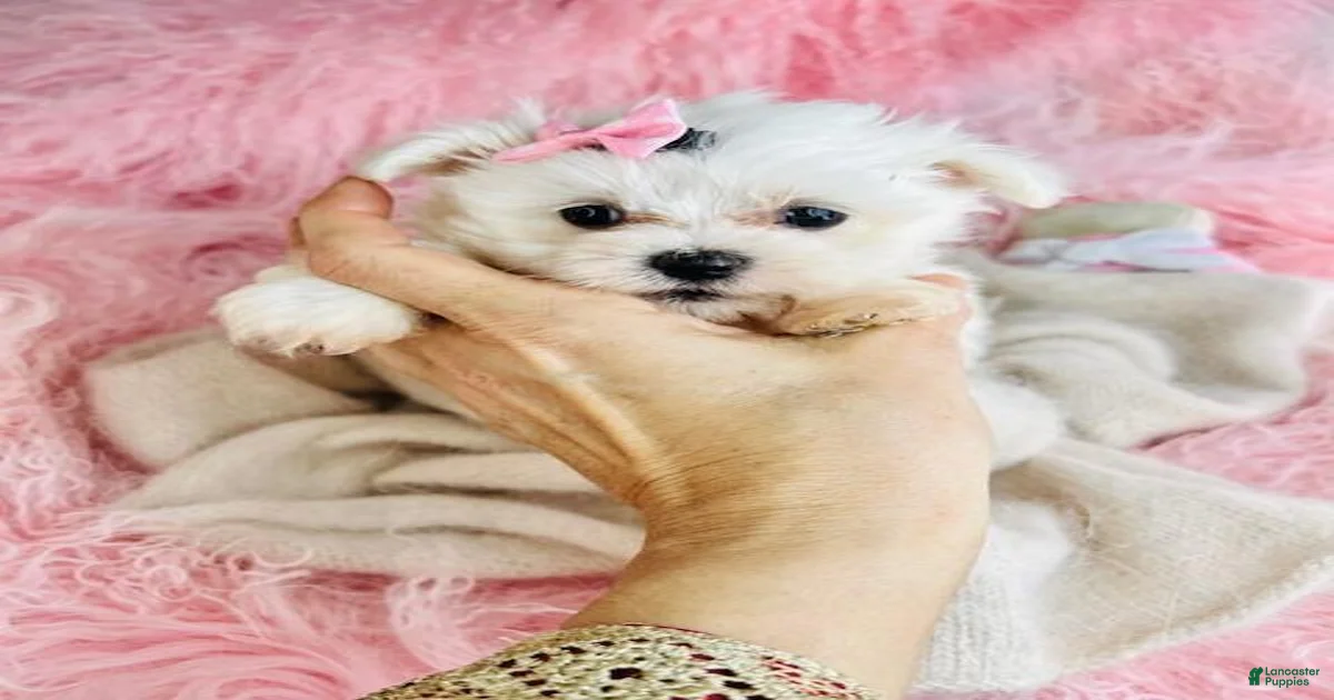 Maltese 1 Maltese for sale in | Lancaster Puppies