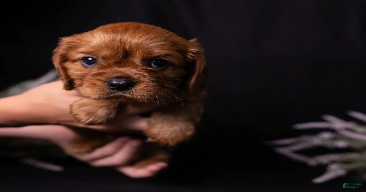 Cavalier King Charles Spaniel Puppies for sale | Lancaster Puppies
