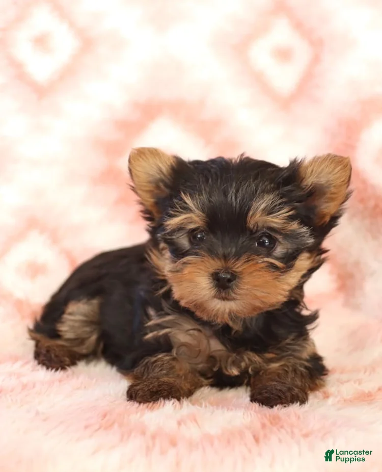 Emmanuel Fisher | Lancaster Puppies