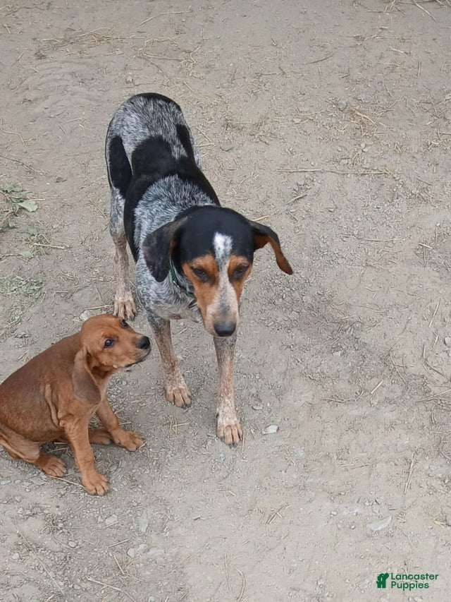 Daisy for sale in Boiling Springs | Lancaster Puppies