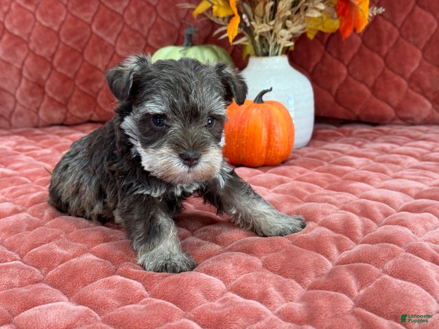 Miracle Female 1 Light LIver and Tan Mega Coat AKC for sale in Pageland ...