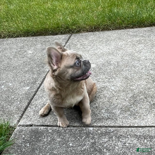 Elite Fluffy French Bulldog Stud – SOSA (AKC) for stud in Suitland ...