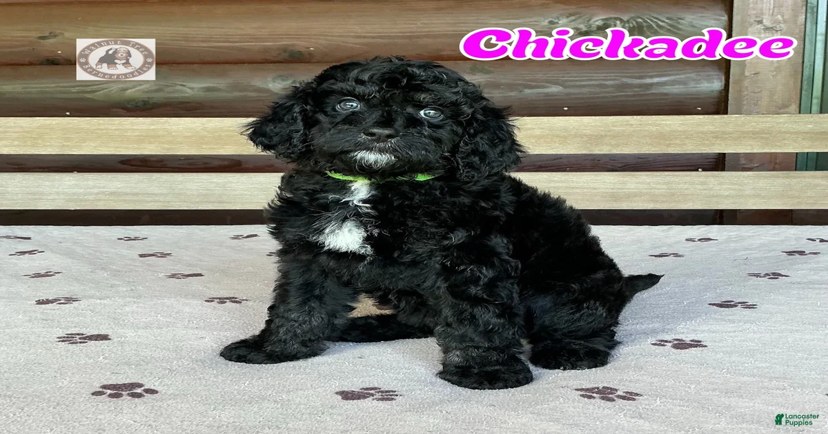Bernedoodle Puppies for sale under $1000 | Lancaster Puppies