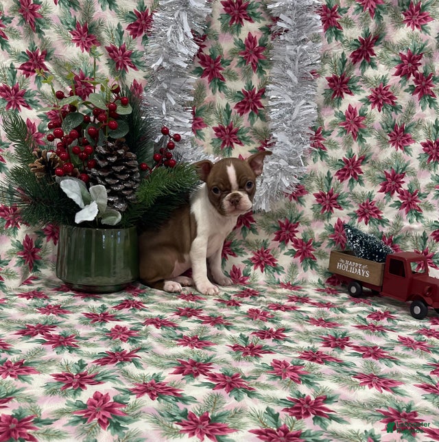 Annie for sale in Nappanee | Lancaster Puppies