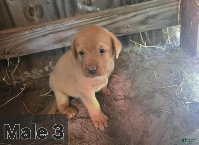 Labrador Retriever Male 3 Labrador Retriever for sale in Bethune ...