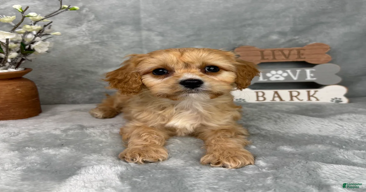 Ross Cavapoo for sale in Greenfield | Lancaster Puppies