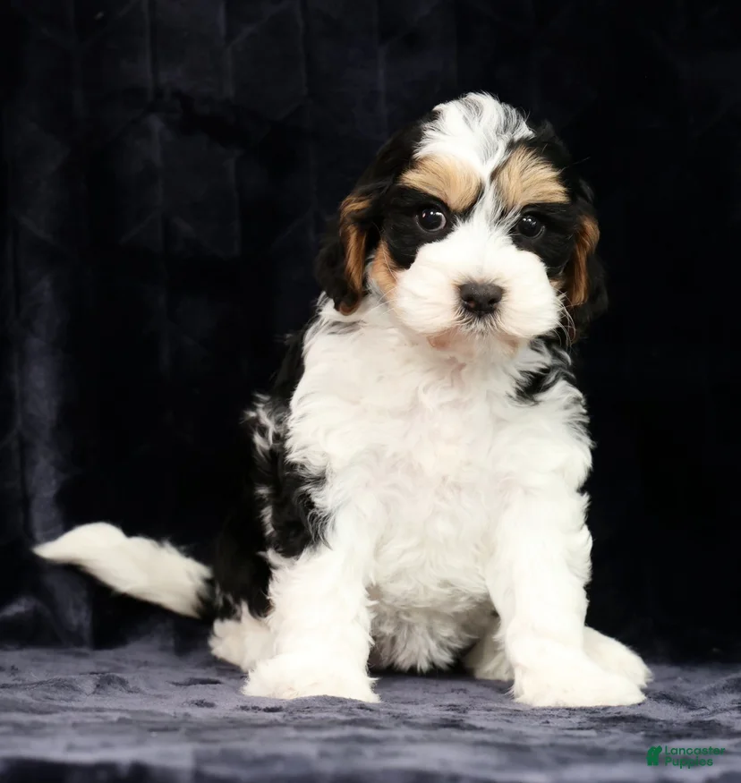 Nora Cavapoo for sale in Baltic | Lancaster Puppies