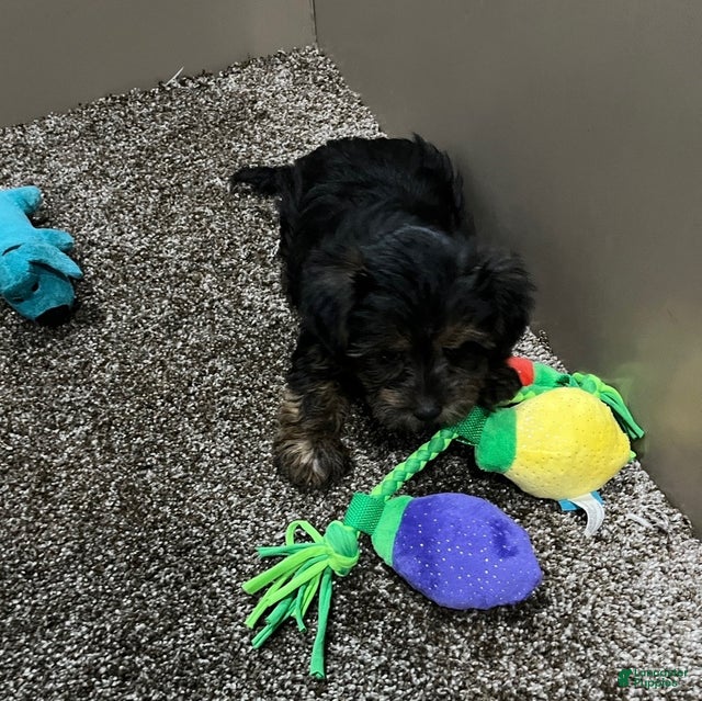 Ruby for sale in Dover | Lancaster Puppies