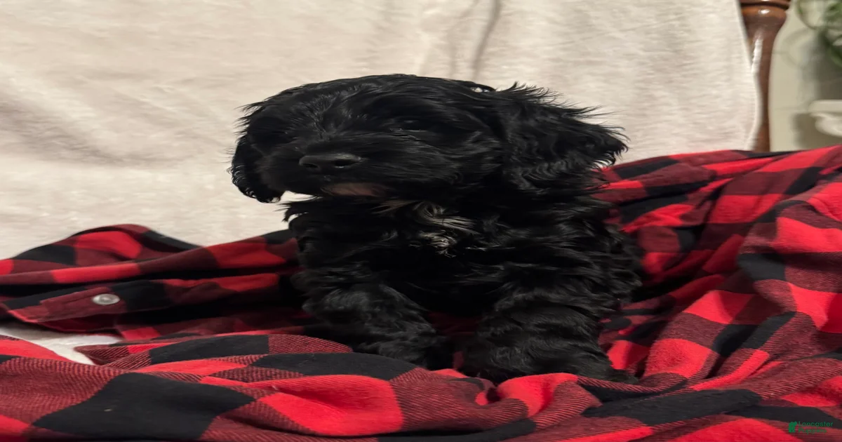 Hunter Cockapoo for sale in Castile | Lancaster Puppies
