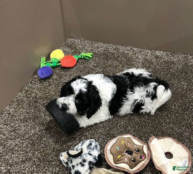 Milo for sale in Dover | Lancaster Puppies