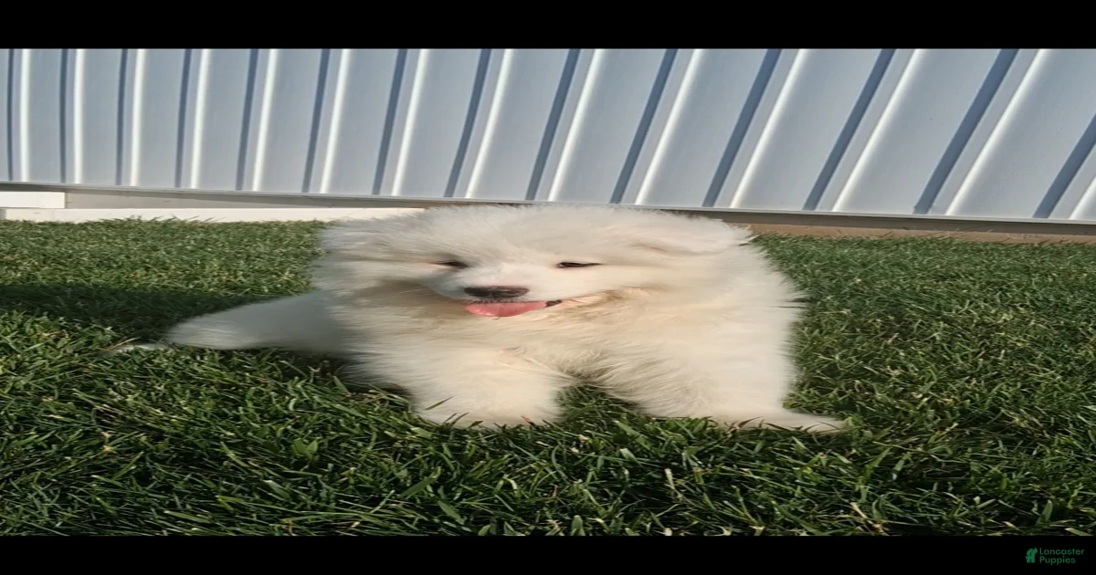Samoyed Puppies for sale in New York, New York | Lancaster Puppies