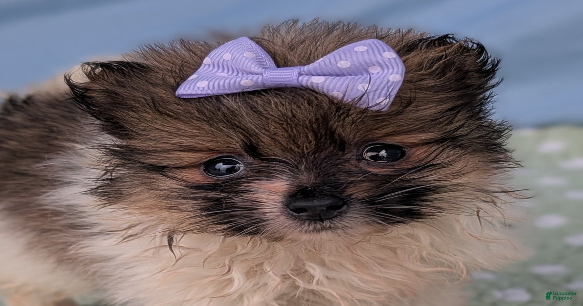 Solstice for sale in Van Buren Township | Lancaster Puppies