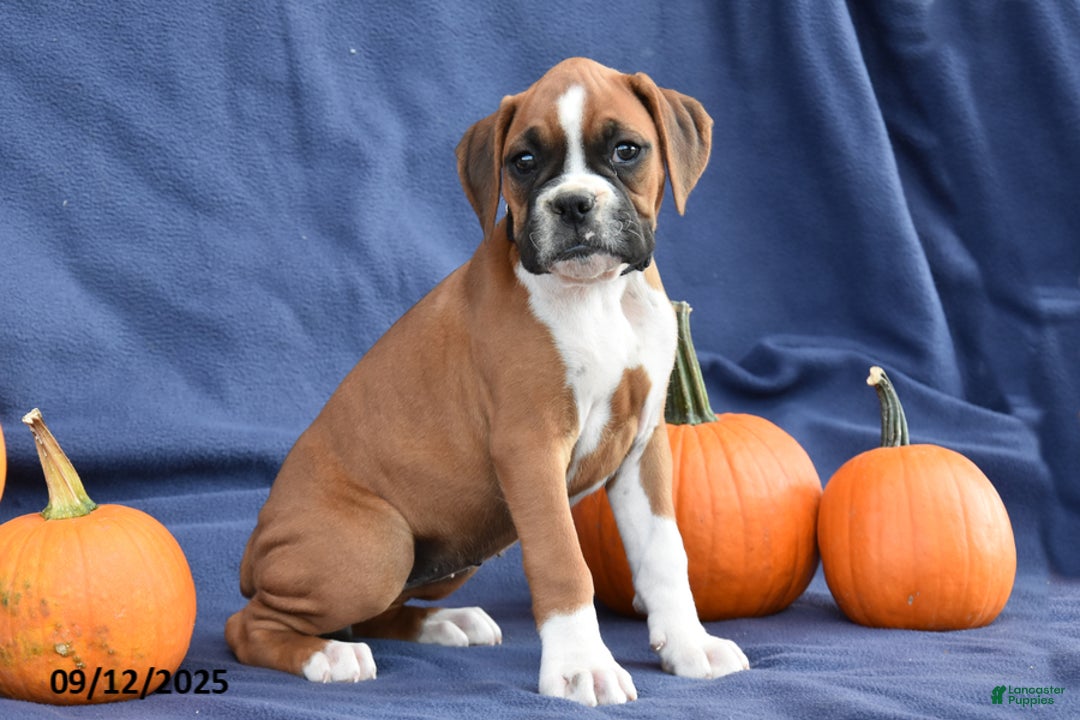 Princess for sale in Loganton | Lancaster Puppies
