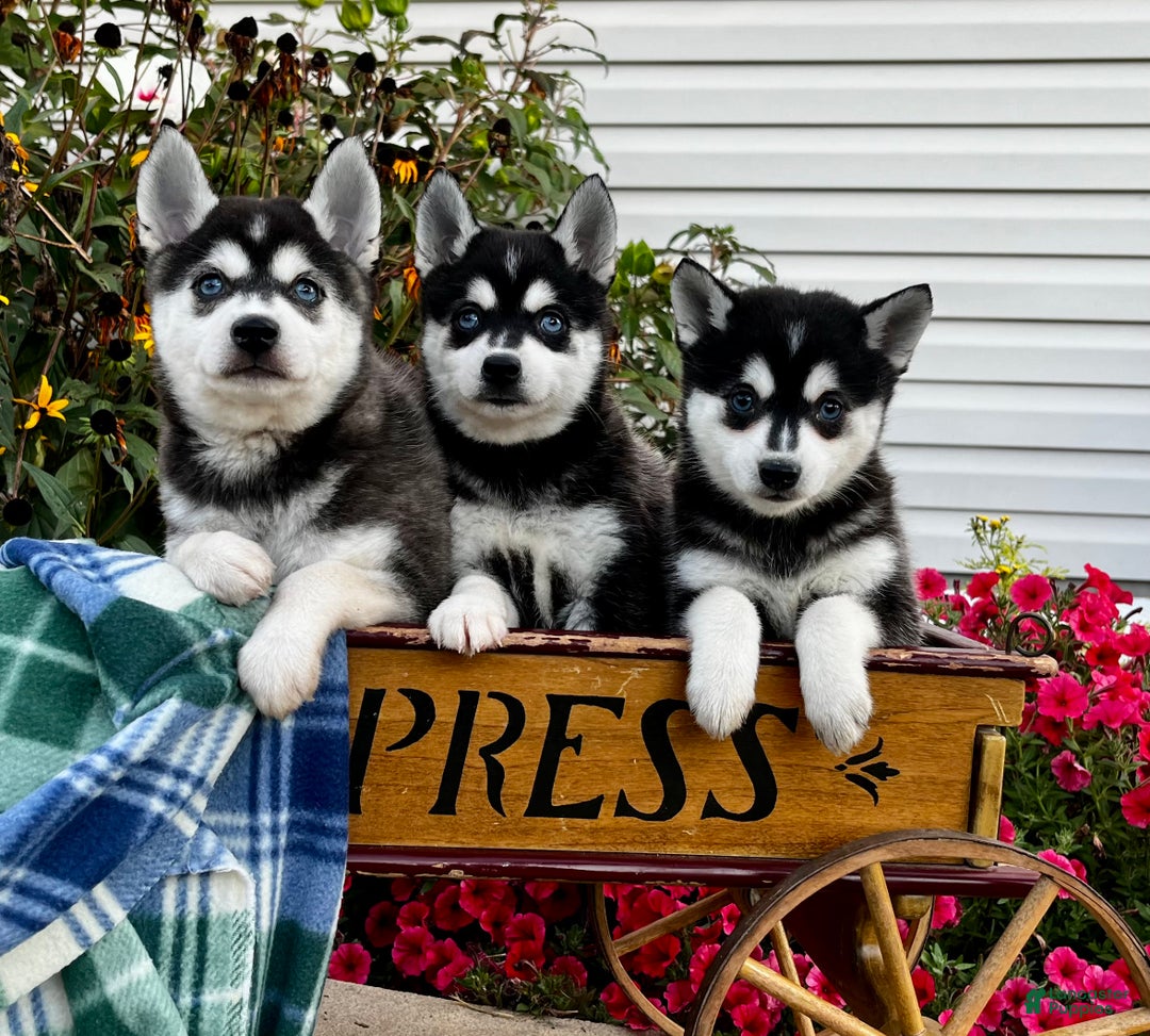 Storm ️ICA ️Call 610-273-9348 for sale in Honey Brook | Lancaster Puppies