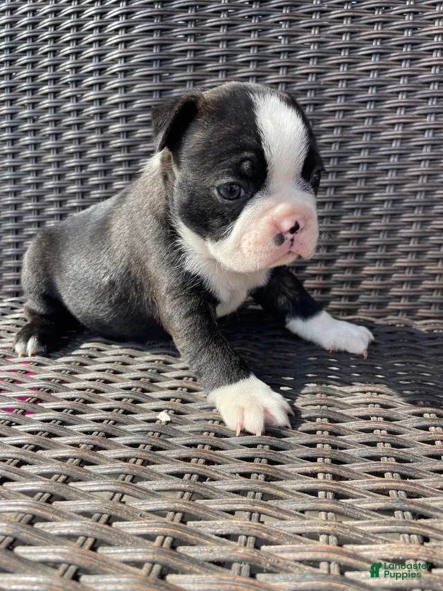 Boston Terrier 4 Boston Terrier for sale in Charlottesville | Lancaster ...
