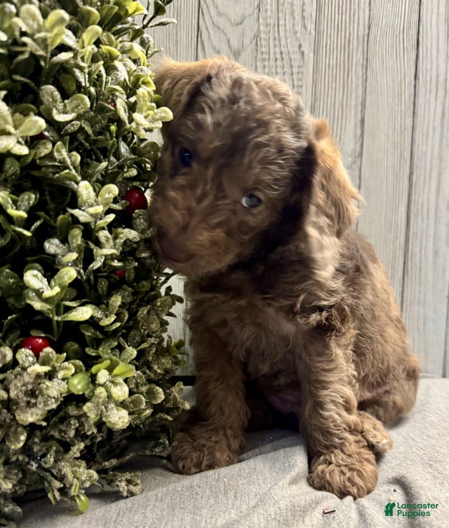 Jenni for sale in North Canton | Lancaster Puppies