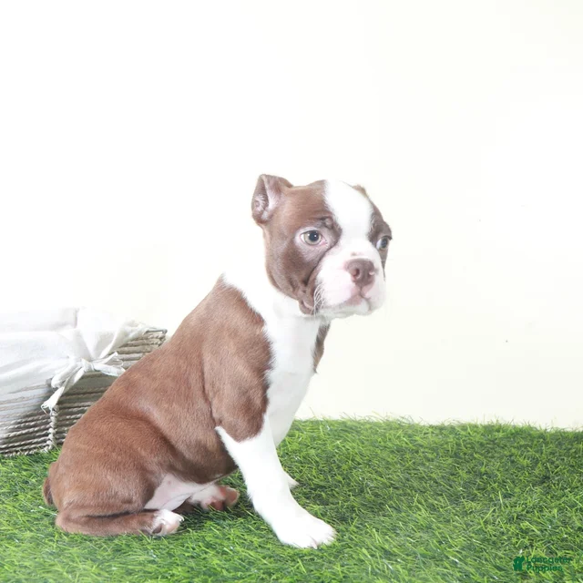 Poppy Sweet AKC Female Boston Terrier Puppy Boston Terrier for sale in ...