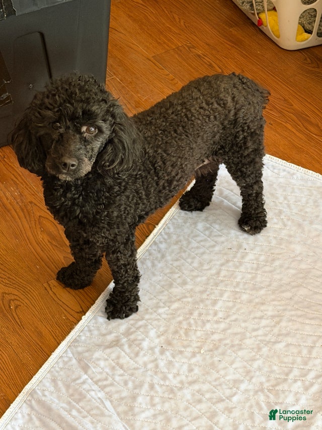 AKC Miniature Poodle Cream Parti Male for sale in Phoenix | Lancaster ...