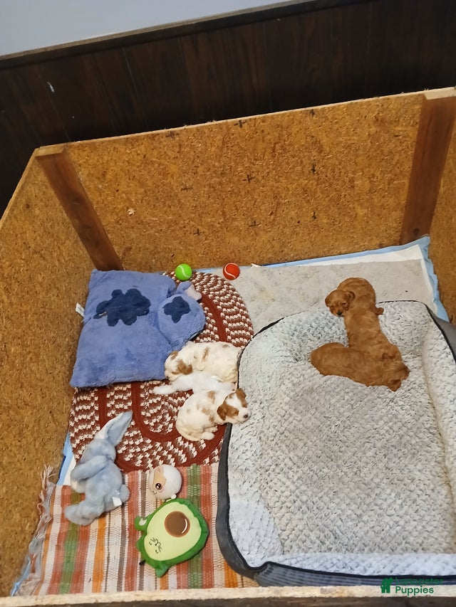 Cathy for sale in Denver | Lancaster Puppies