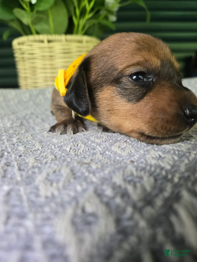 Bandit Miniature Dachshund for sale in Hamden | Lancaster Puppies