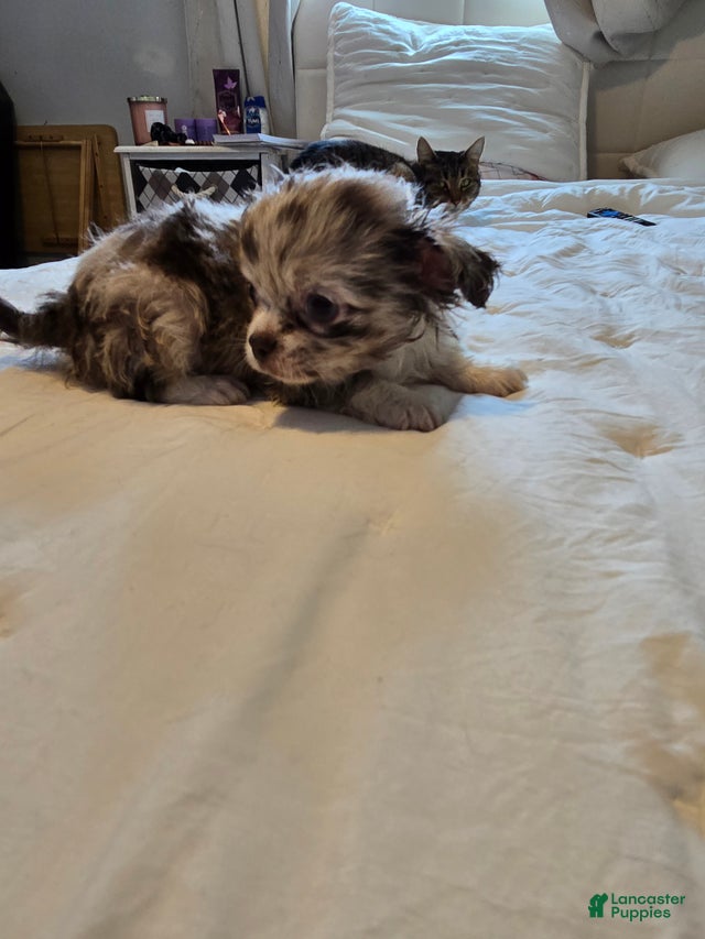 Donnie for sale in Newark Valley | Lancaster Puppies