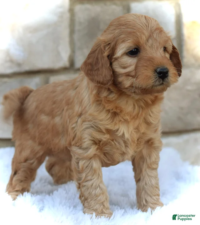 Cindy Yoder | Lancaster Puppies