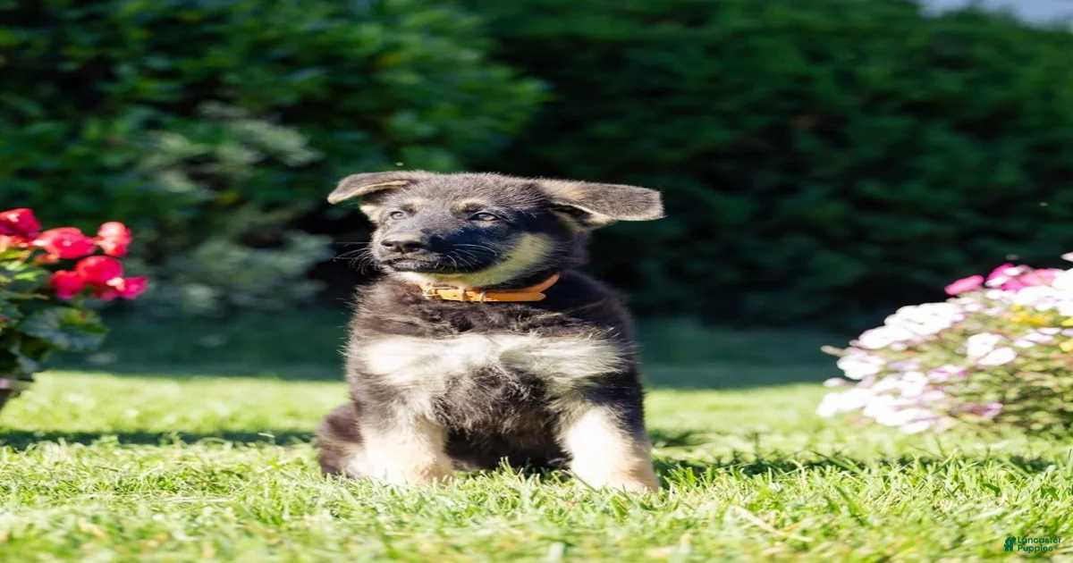 German Shepherd Puppies for sale in Norfolk, Virginia | Lancaster Puppies