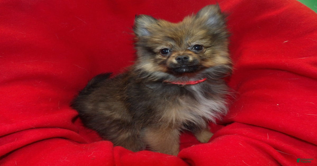 Coco Chanel for sale in Paterson | Lancaster Puppies