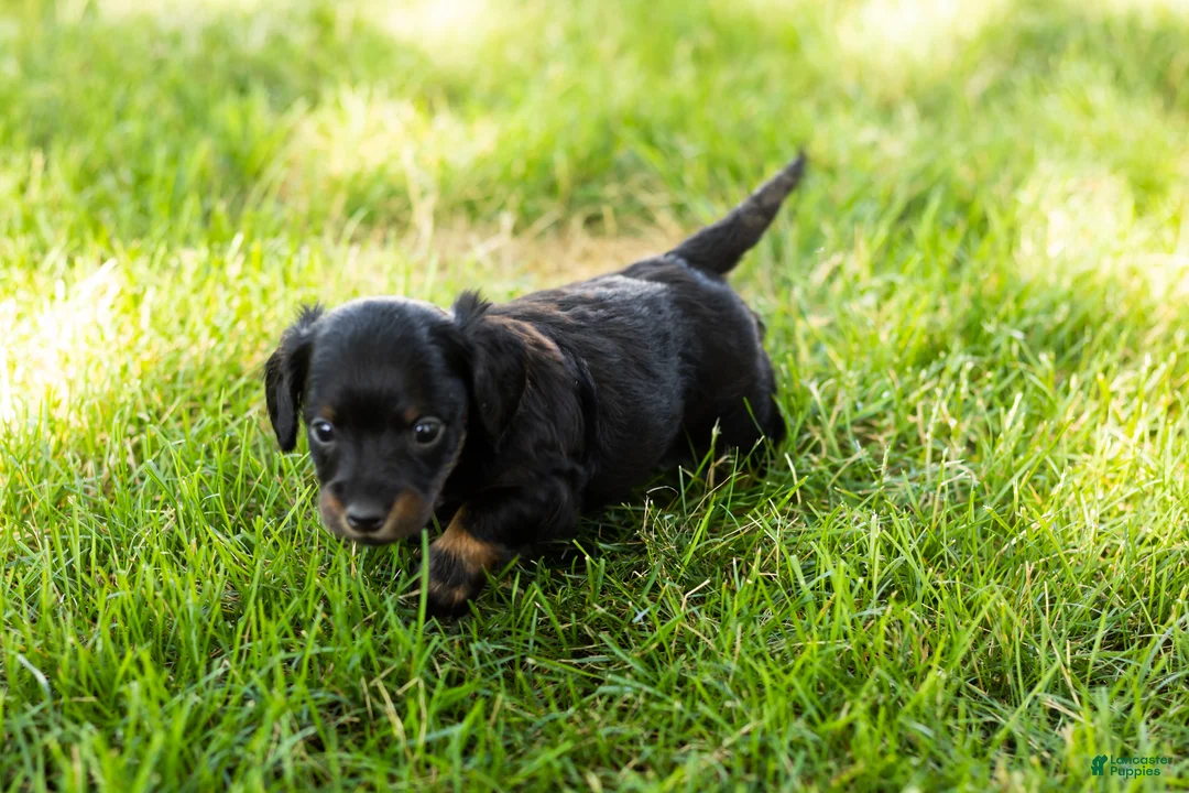 Bella Miniature Dachshund for sale in Nappanee | Lancaster Puppies