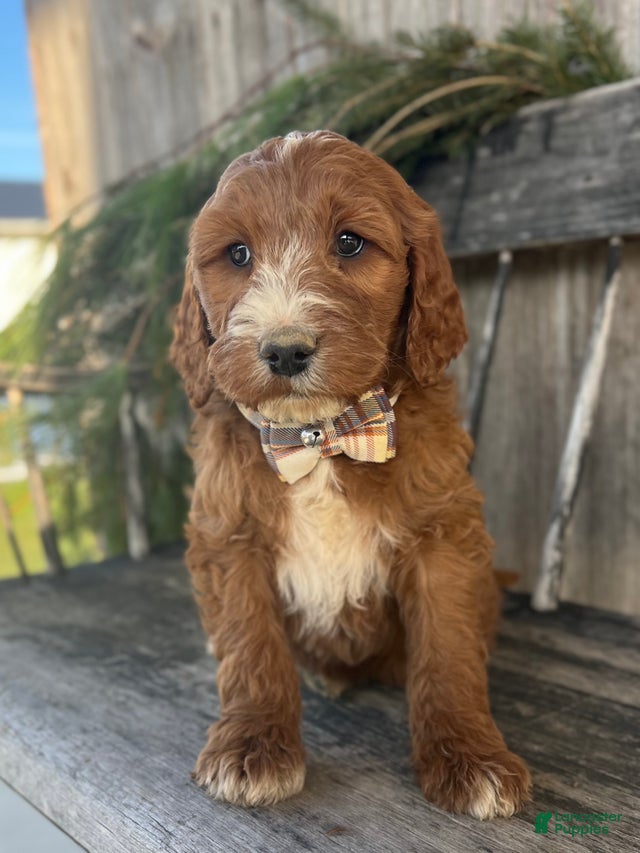 Nicholas for sale in Wooster | Lancaster Puppies