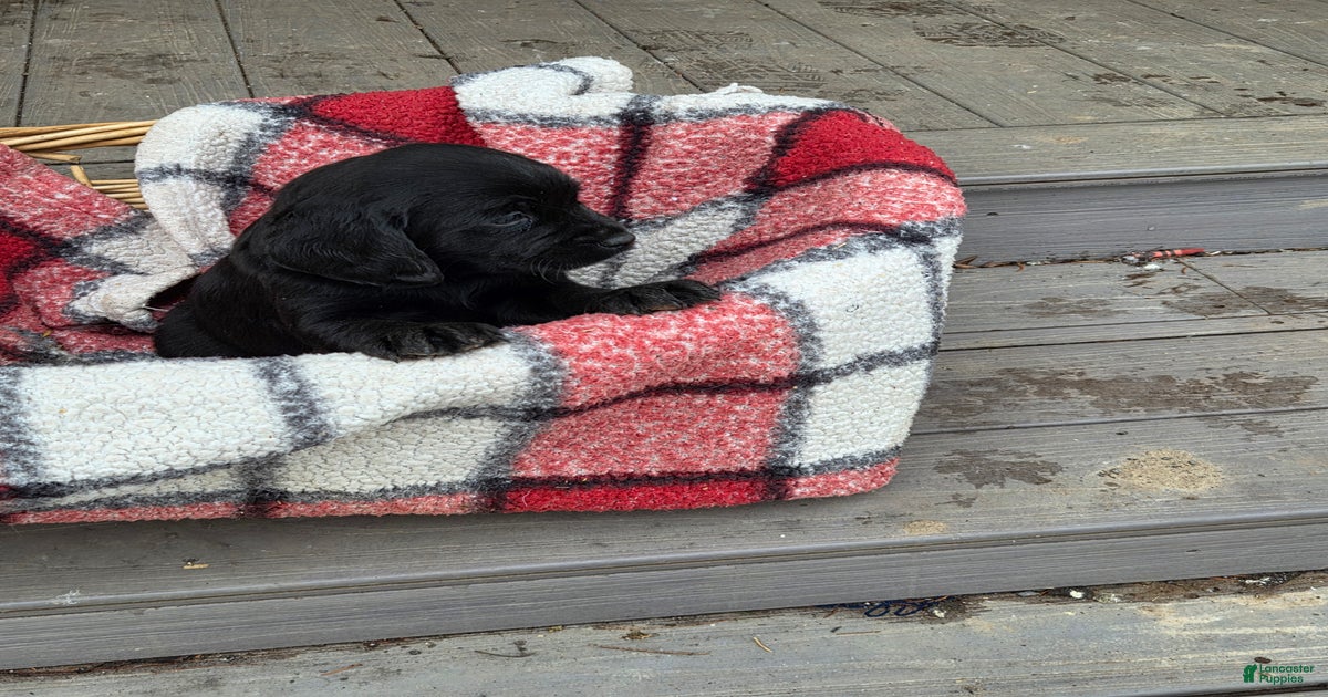 Labrador/Cocker Spaniel for sale in Waterloo | Lancaster Puppies