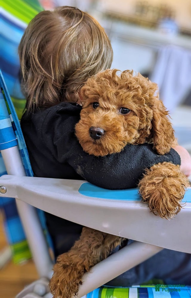 Rhonda Graybill | Lancaster Puppies