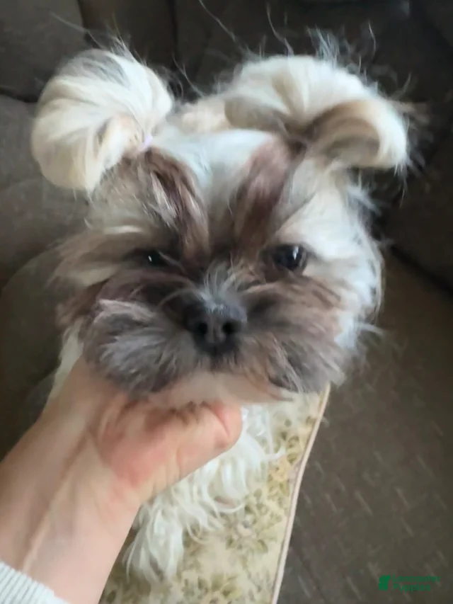 Cindy Teddy Bear for sale in South Haven | Lancaster Puppies