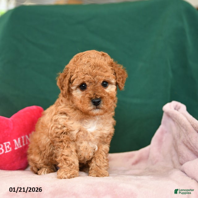 Roman for sale in Rising Sun | Lancaster Puppies