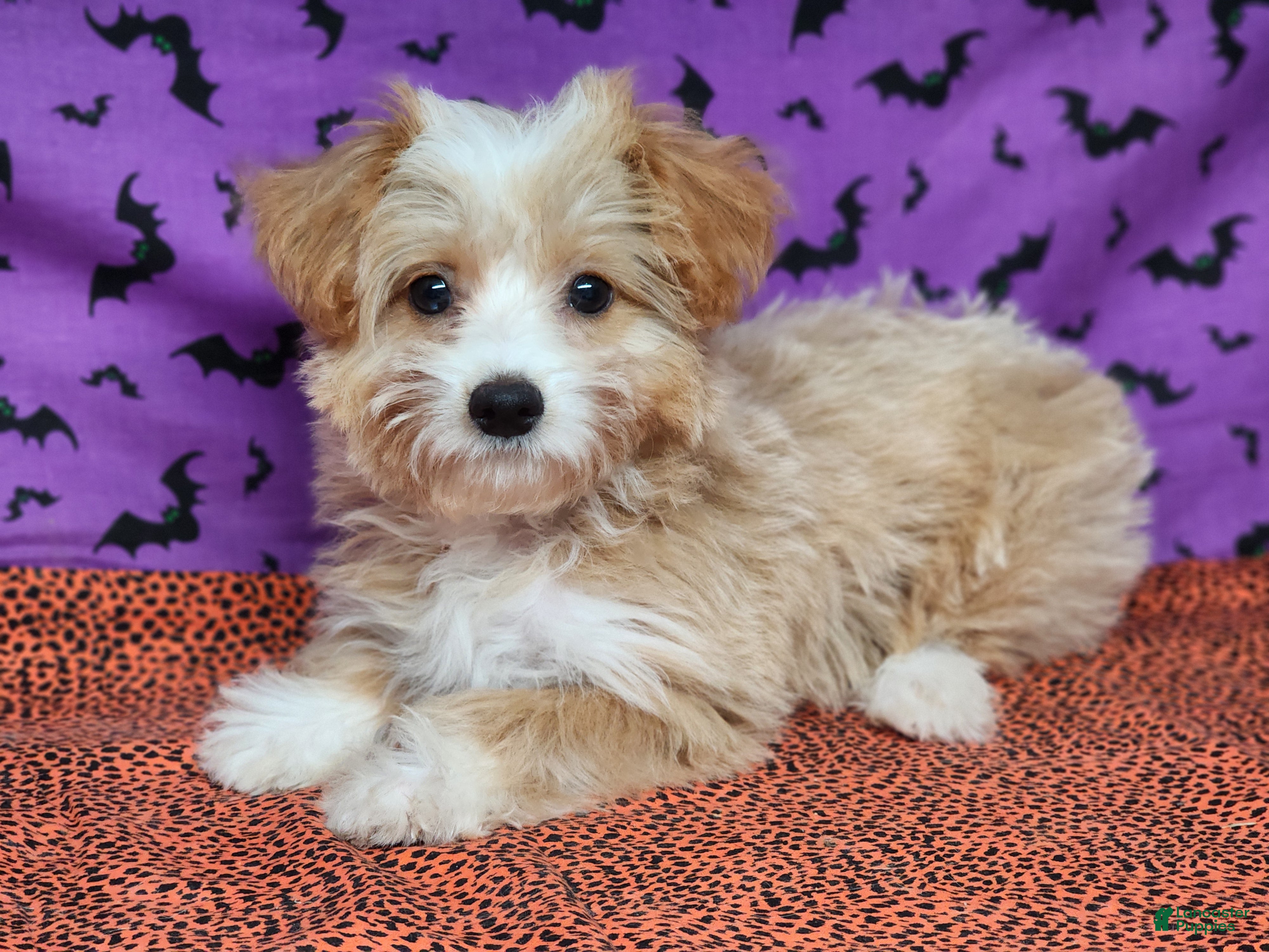 Chipoo Puppies for sale | Lancaster Puppies