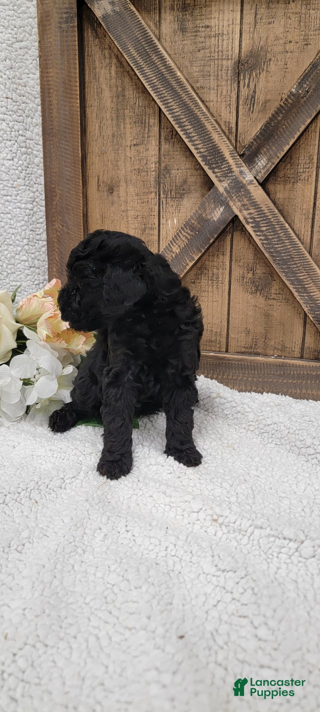 Blackie for sale in East Earl | Lancaster Puppies