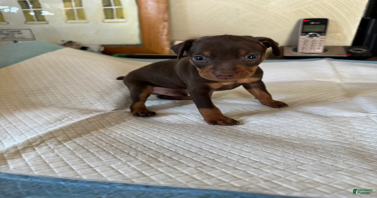 Miniature Pinscher Puppy 1 Miniature Pinscher for sale in Vanderbilt ...
