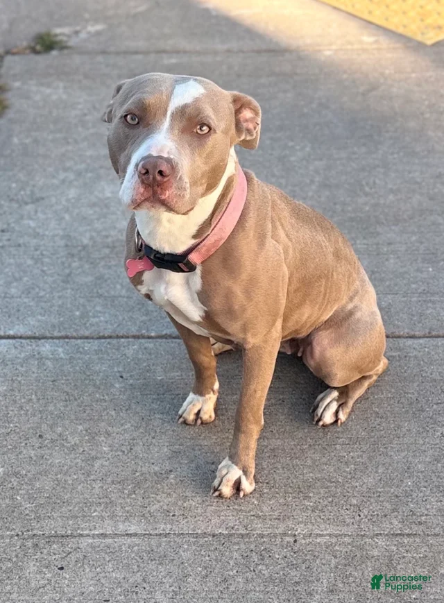 American Pit Bull Terrier 6 American Pit Bull Terrier for sale in ...