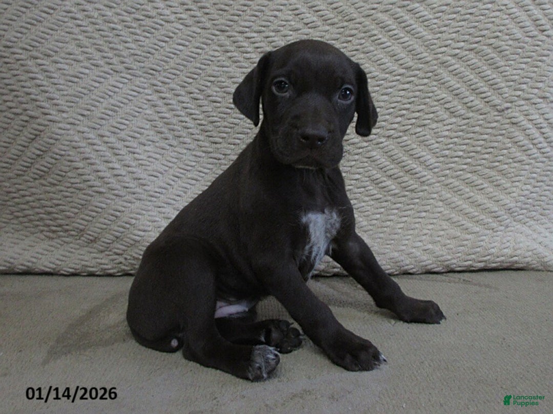 Natasha for sale in Columbia Cross Roads | Lancaster Puppies