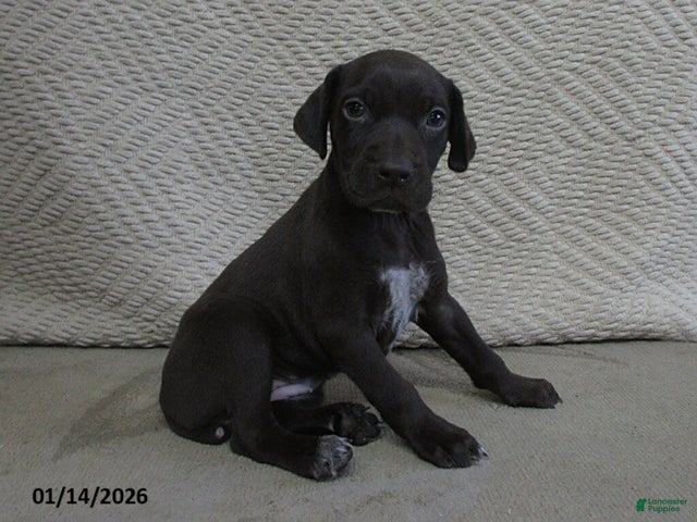 Natasha for sale in Columbia Cross Roads | Lancaster Puppies