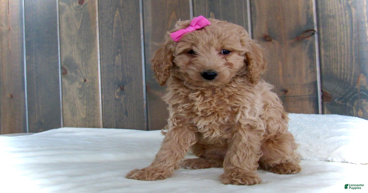 Mindy for sale in Fredericksburg | Lancaster Puppies