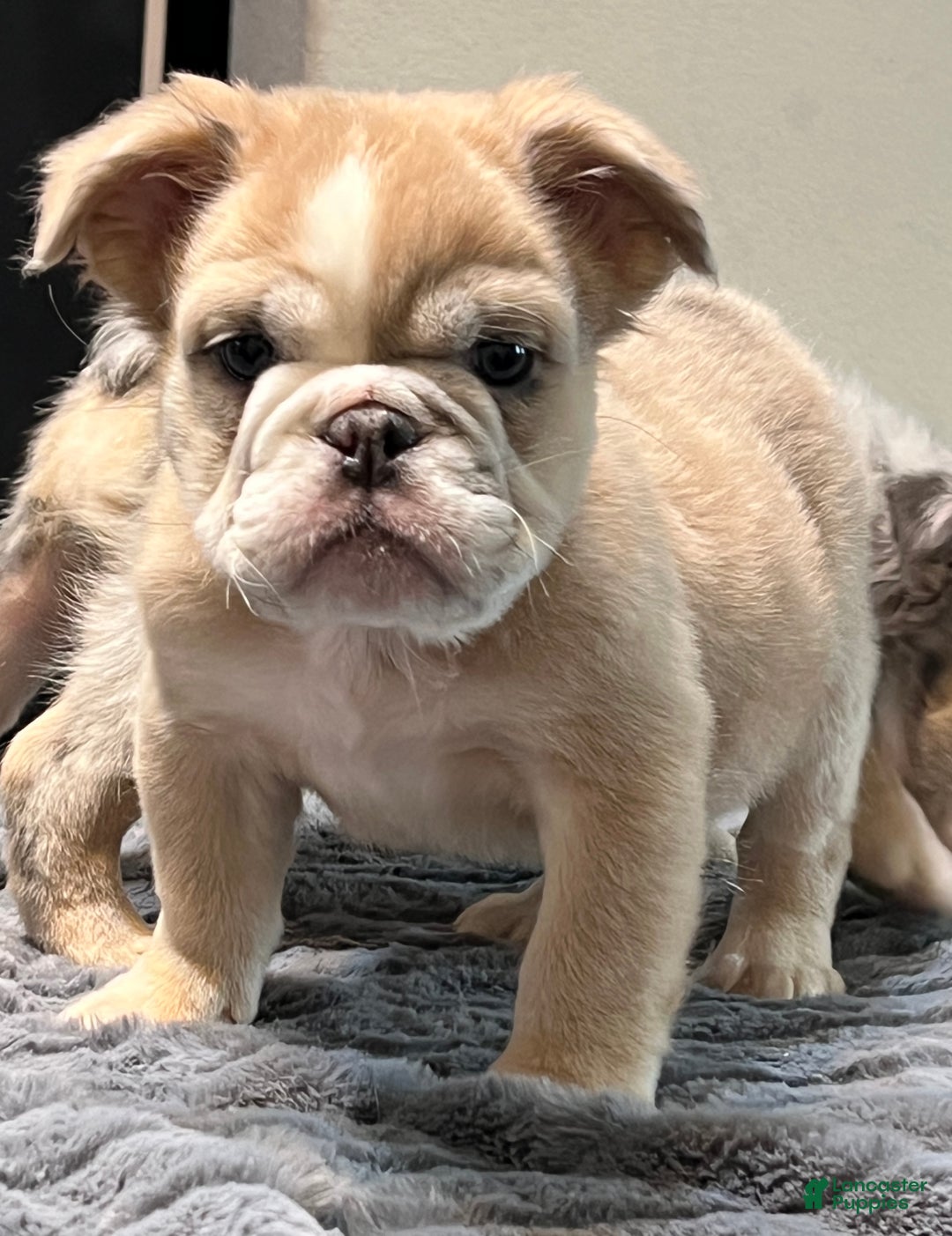 Jane for sale in Lancaster | Lancaster Puppies