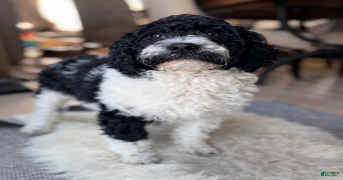 Lemmy standard for sale in McHenry | Lancaster Puppies